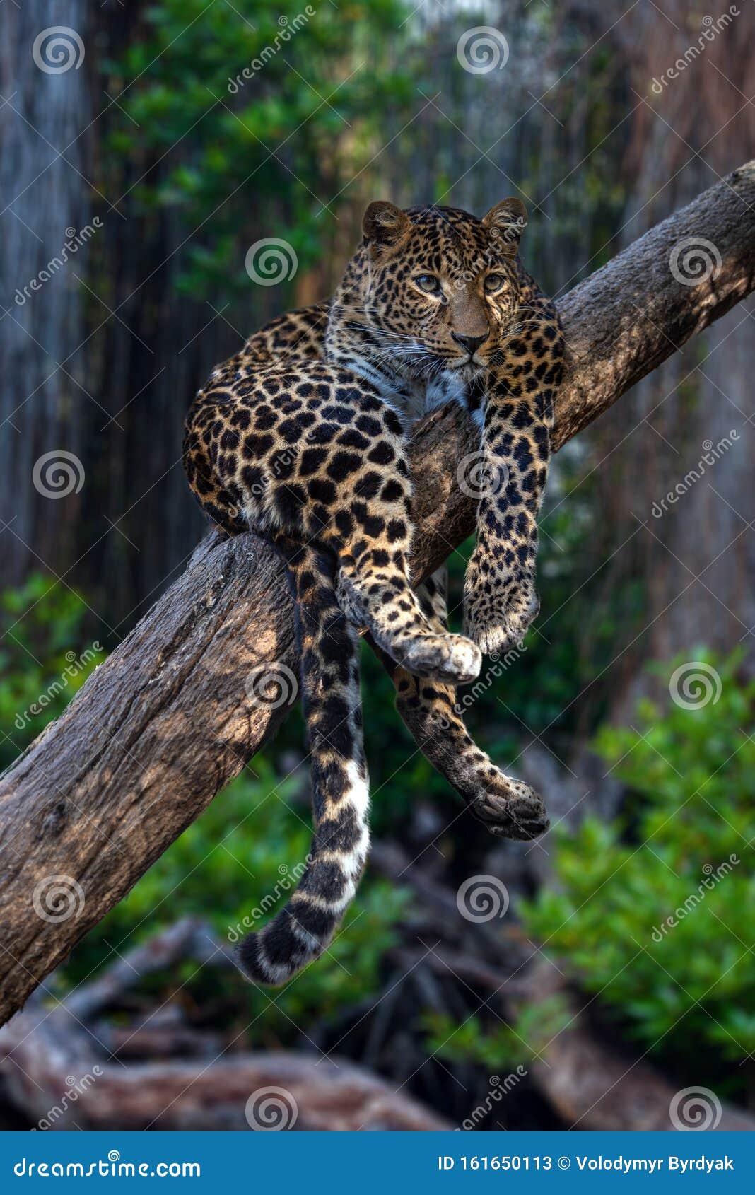 Beautiful Leopard Lying on Tree Branch Stock Image - Image of asia ...