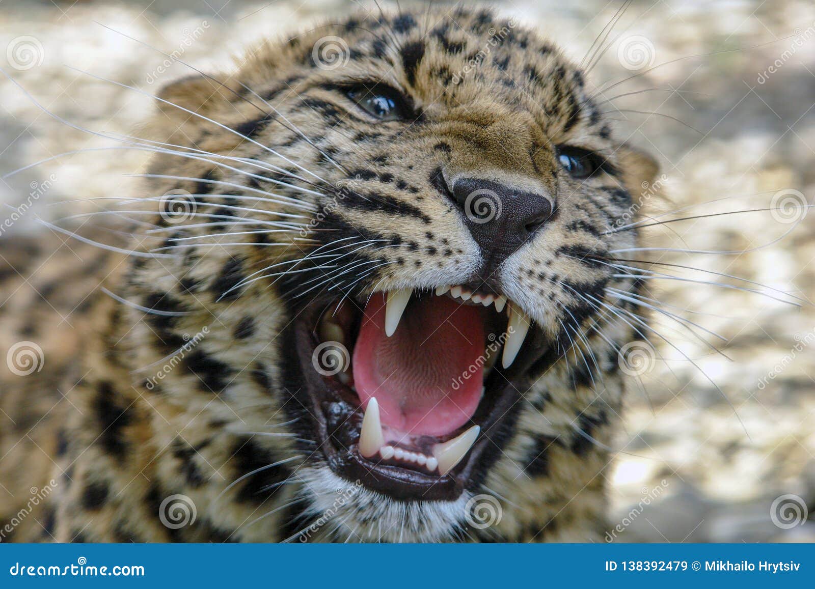 Beautiful leopard roars stock image. Image of nature - 138392479