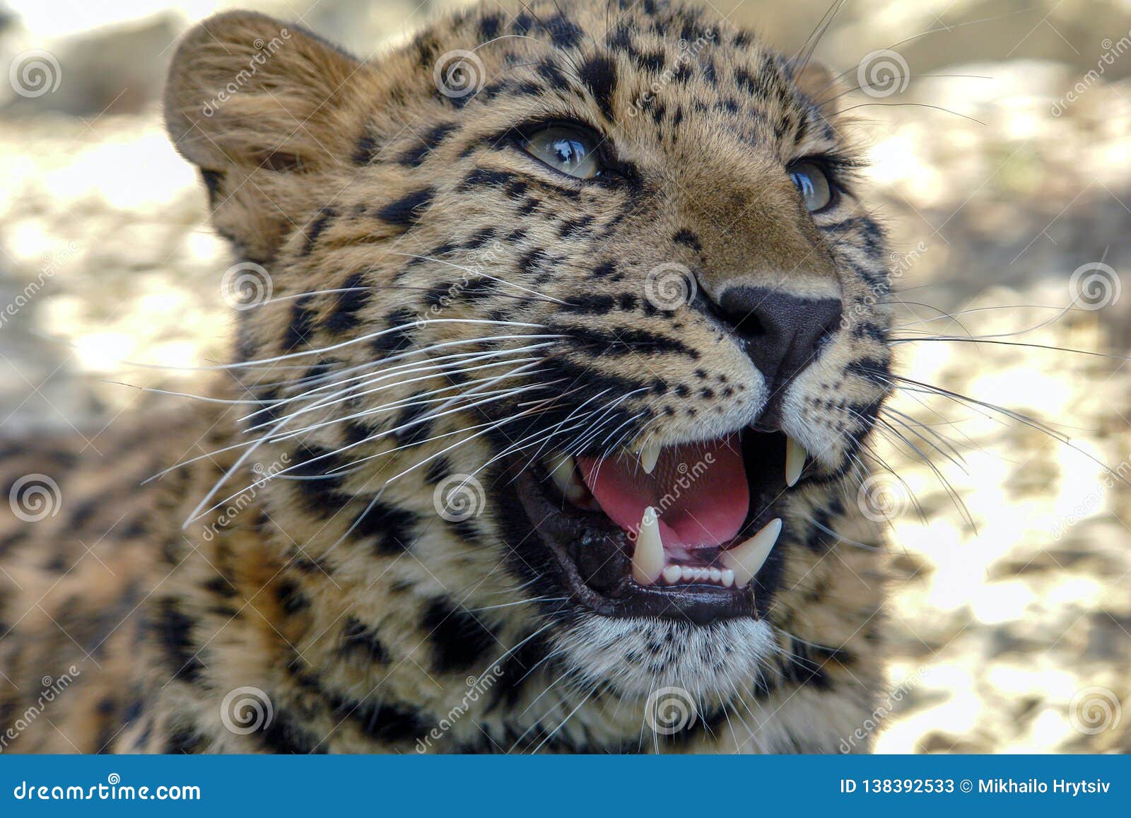 Beautiful leopard roars stock image. Image of danger - 138392533