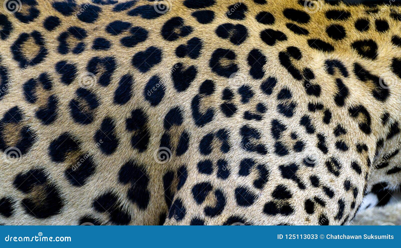 Beautiful Leopard Skin Texture Background Stock Image - Image of ...