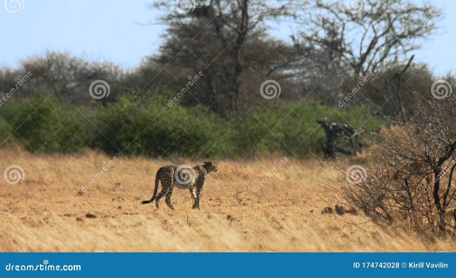 A Beautiful Leopard is Very Dangerous. Stock Photo - Image of hardy ...