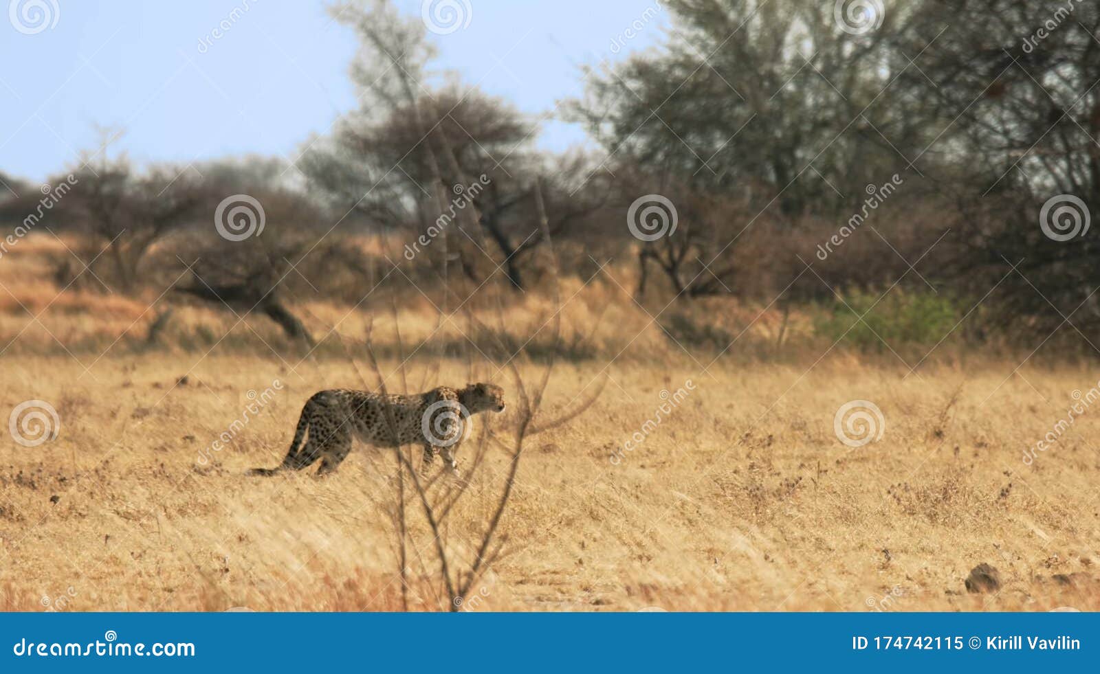 A Beautiful Leopard is Very Dangerous. Stock Image - Image of mammals ...