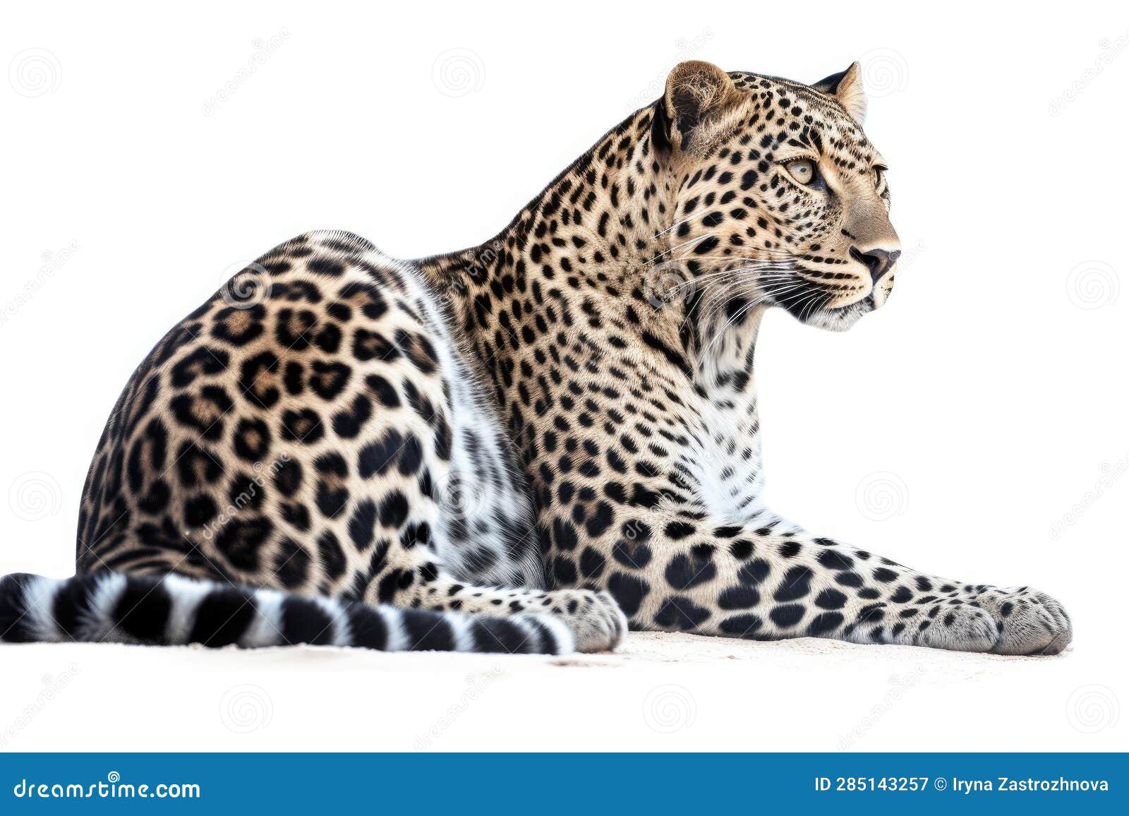 Beautiful Leopard on a White Background Stock Illustration ...