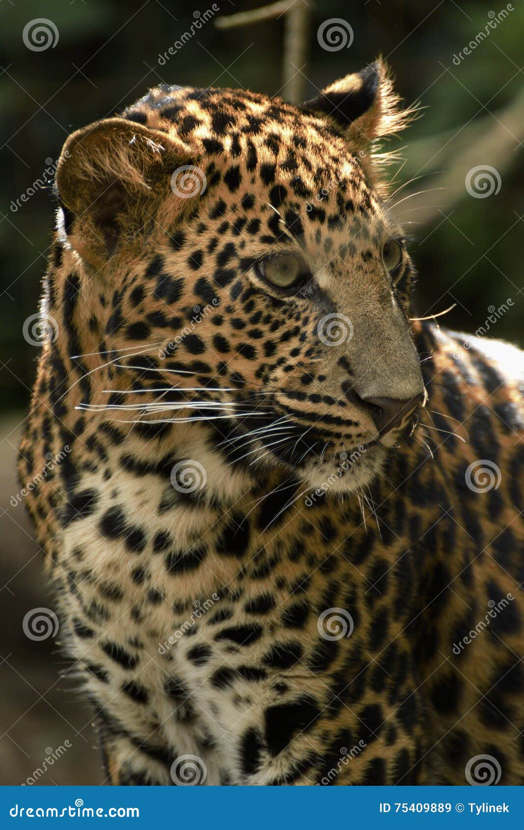 Beautiful leopard stock image. Image of play, portrait - 75409889