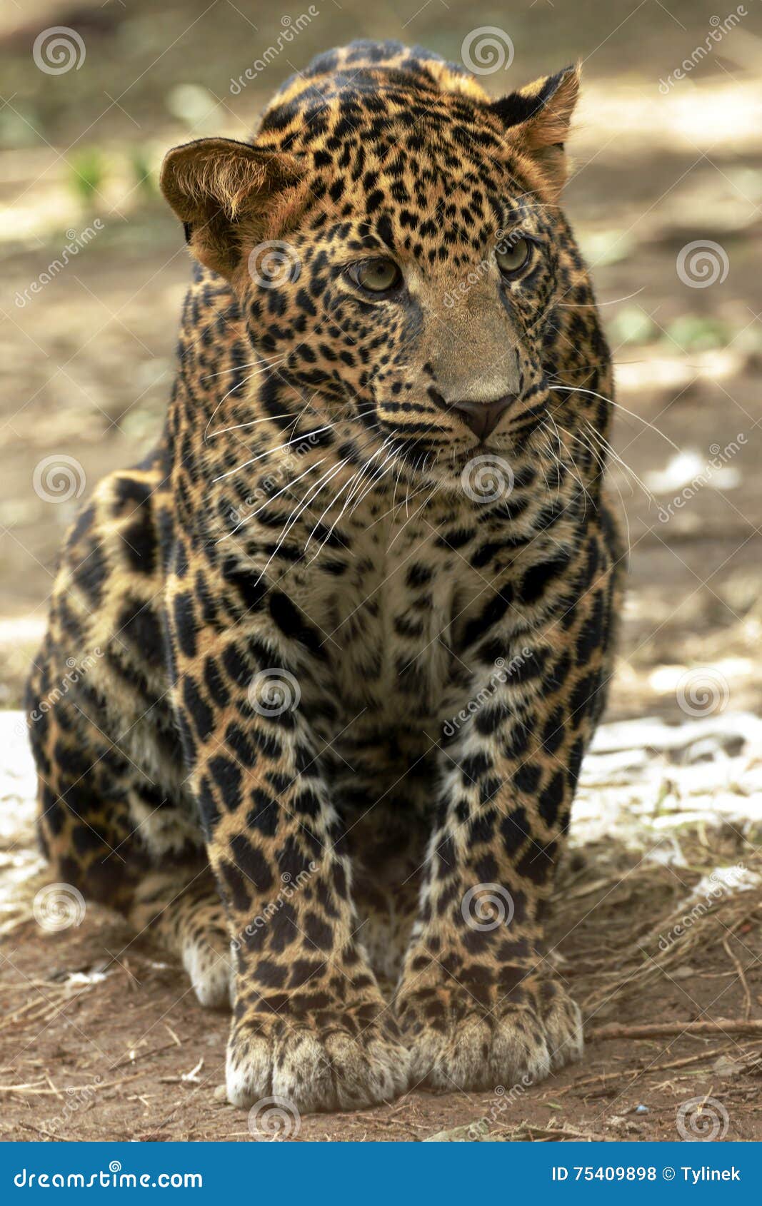 Beautiful leopard stock photo. Image of sitting, feline - 75409898