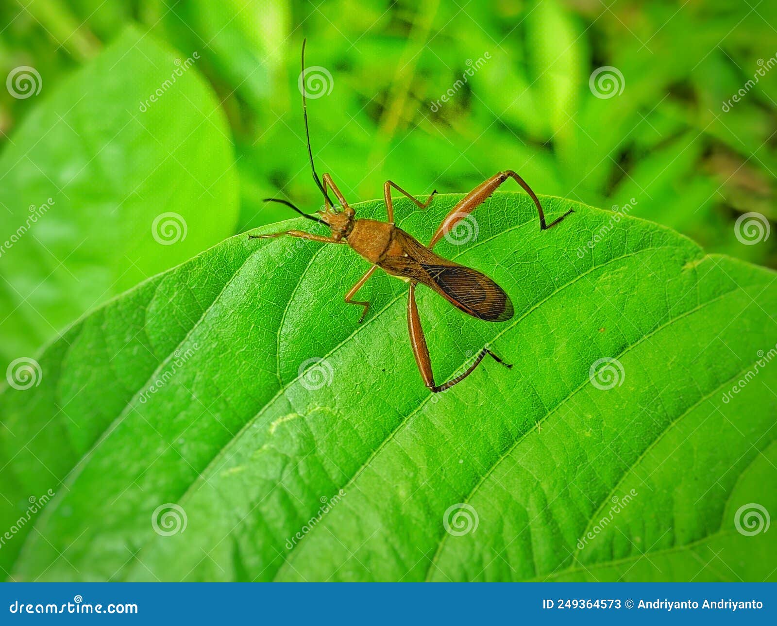 The Beautiful Leptocorisa Insects are Perched on the Leaves Stock Image ...