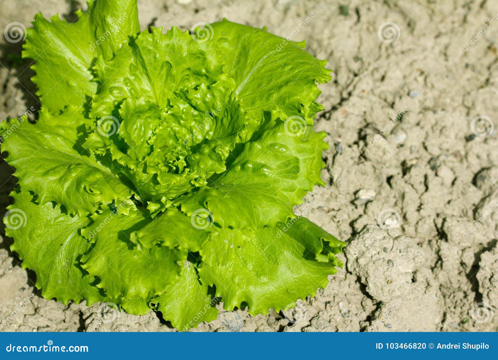 Beautiful lettuce outdoors stock photo. Image of boston - 103466820