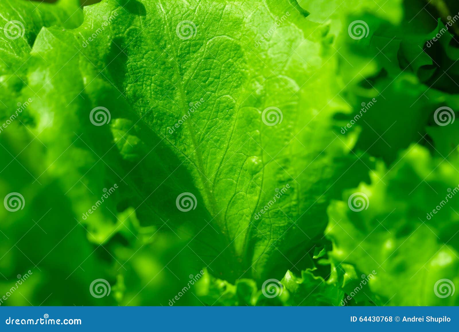 Beautiful lettuce outdoors stock photo. Image of outdoors - 64430768