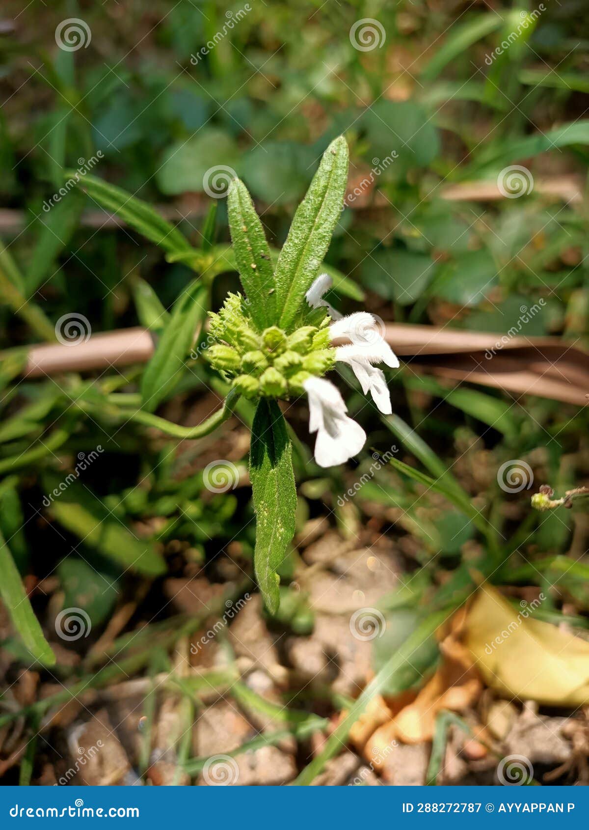 Leucas Aspera Plant Mostly Known As Thumbai Or Thumba, Its Various Uses ...