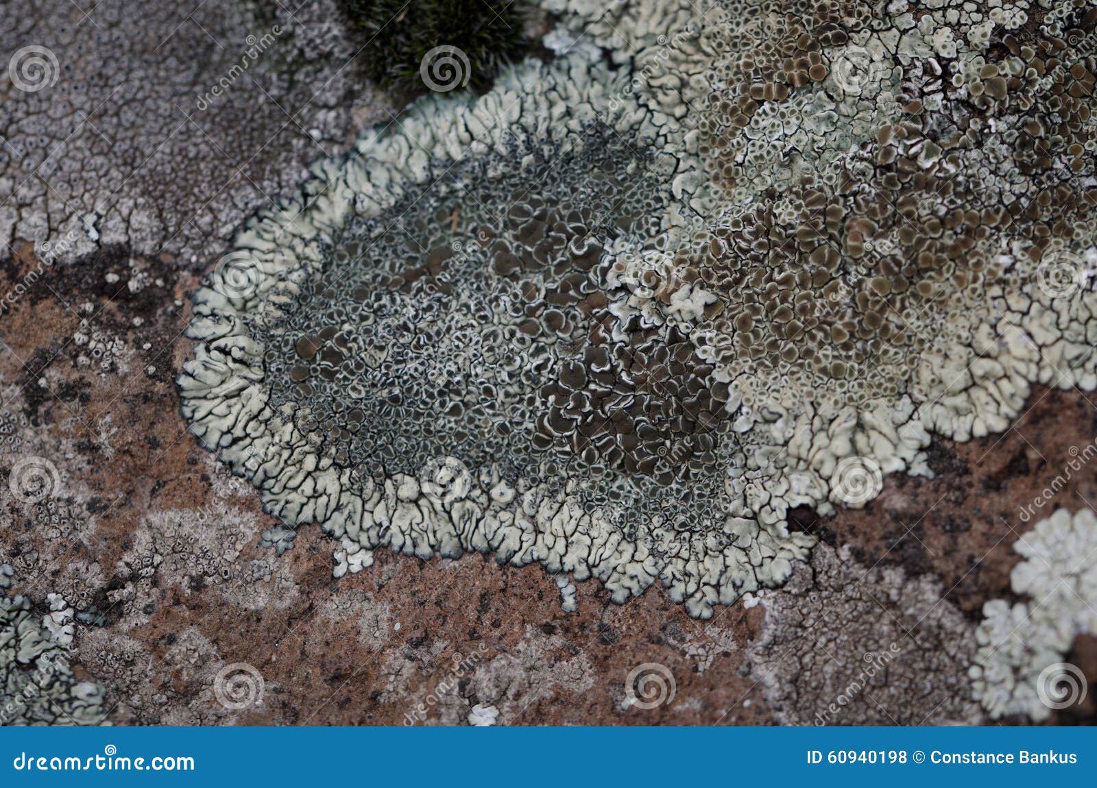 Beautiful Lichen stock photo. Image of lichen, pacific - 60940198