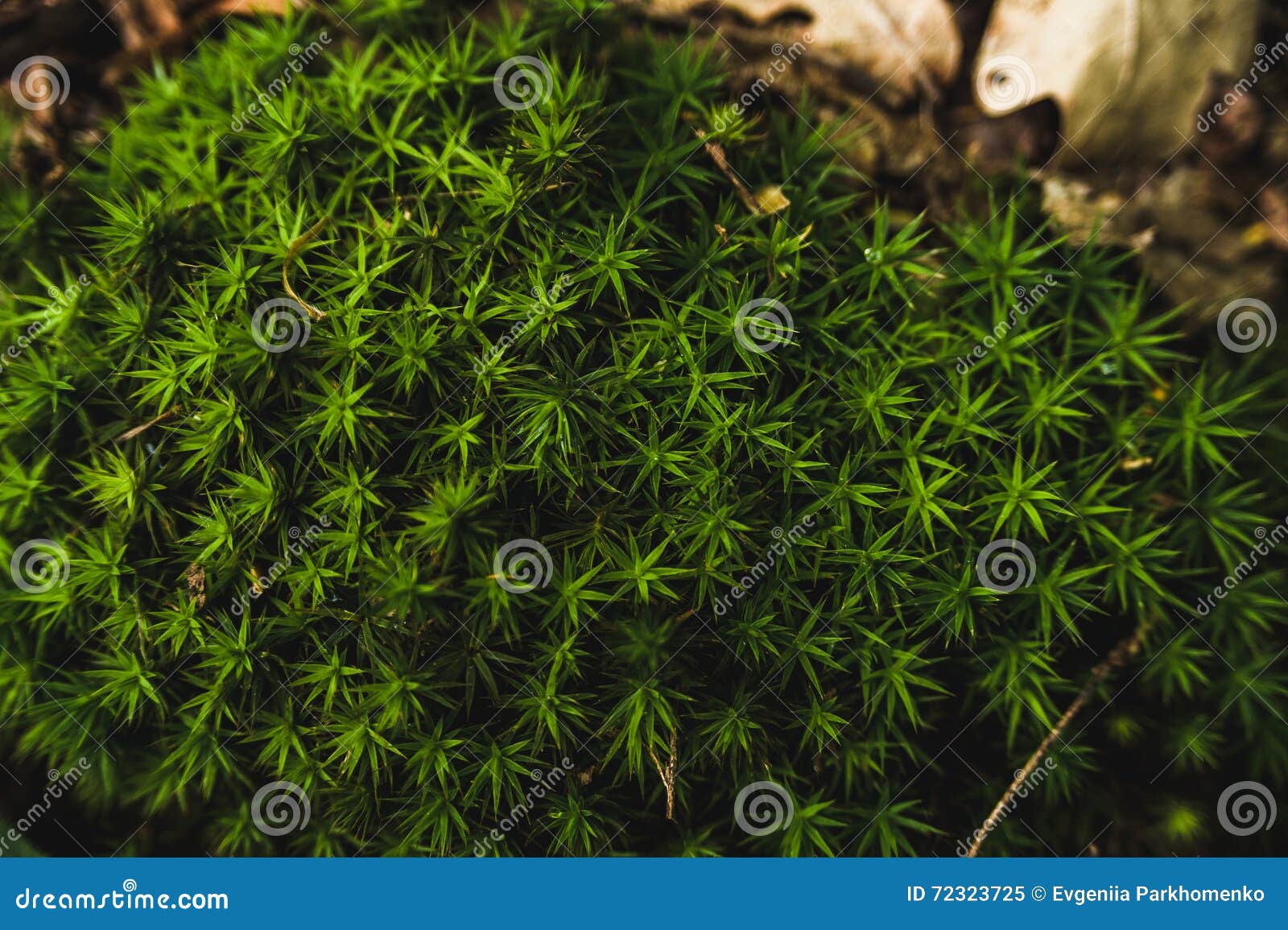 Beautiful Lichen the Form of Stars in Forest Stock Image - Image of ...
