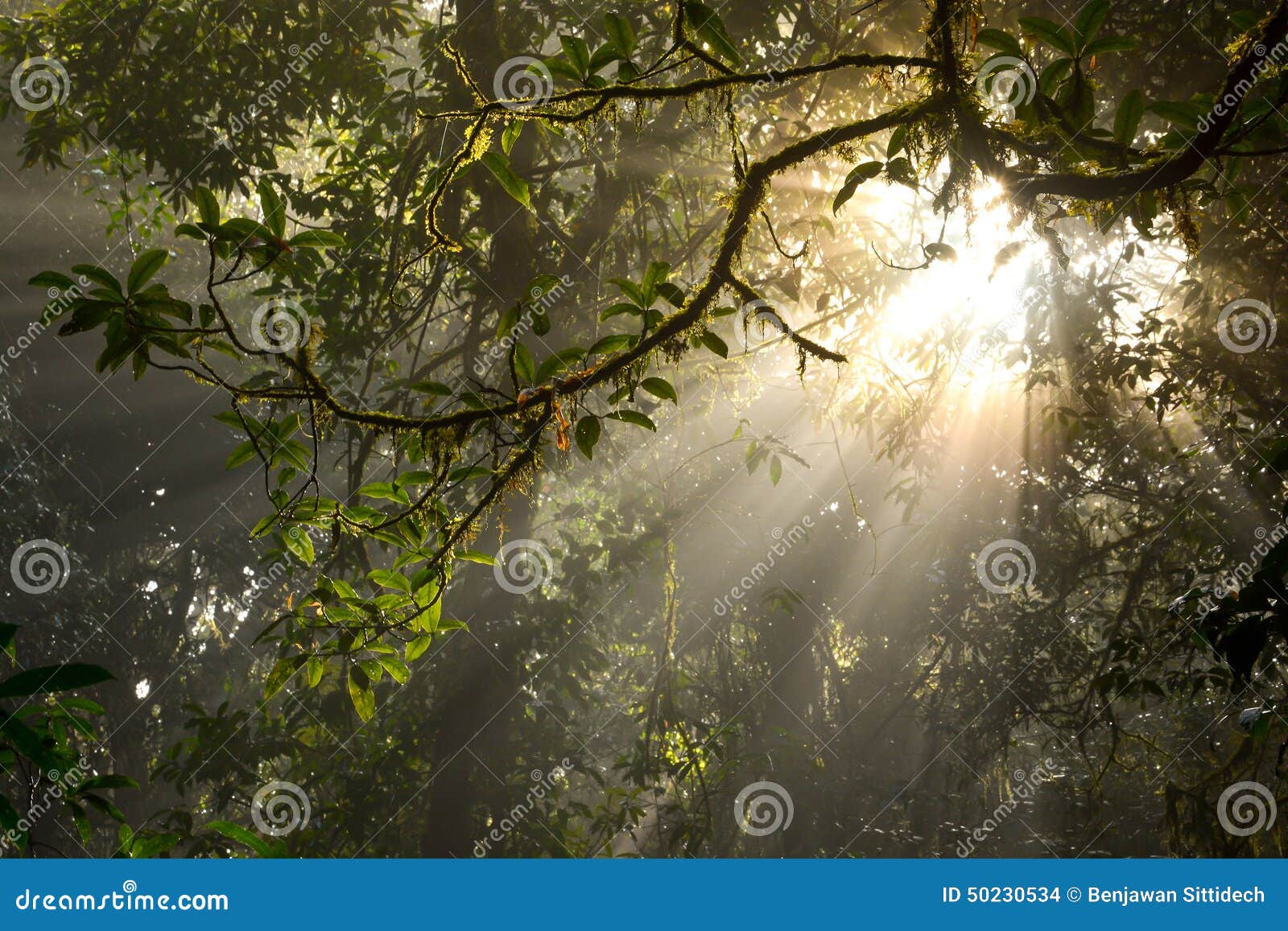 Beautiful Light Beam in the Rainforest Stock Photo - Image of evergreen ...