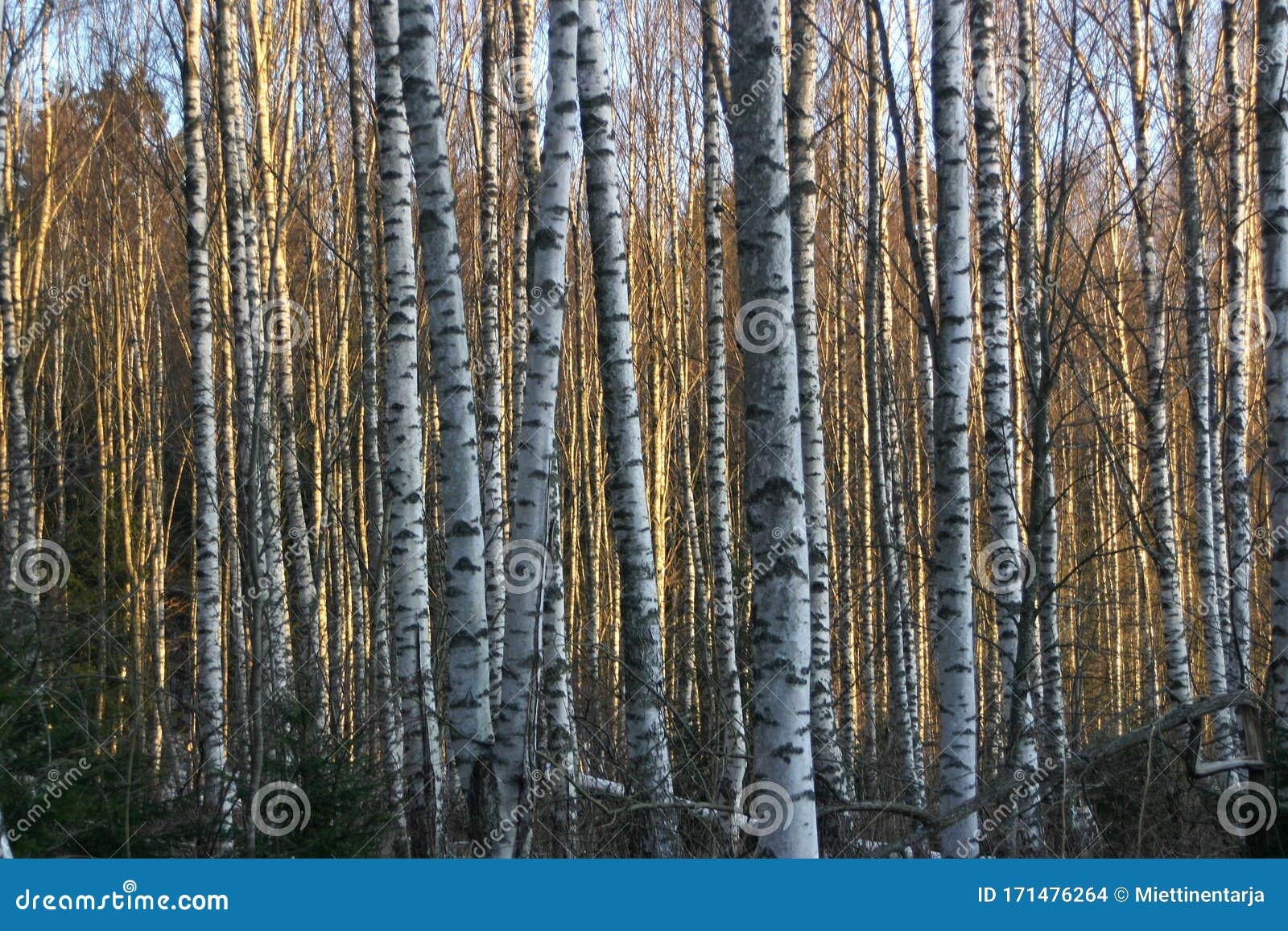 Beautiful Light in Birch Forest in Spring Stock Photo - Image of growth ...