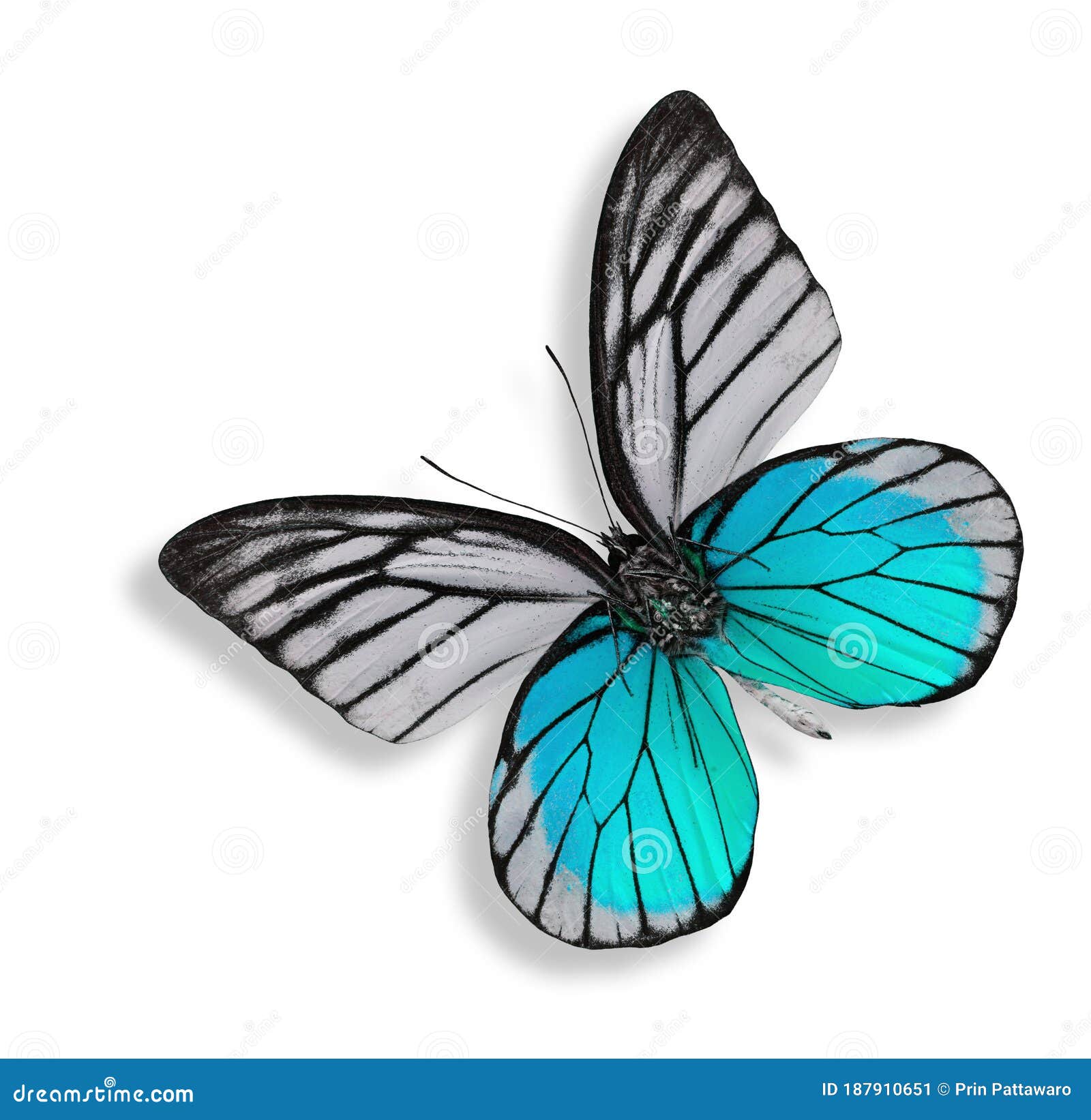 Beautiful Light Blue Butterfly Isolated on White Background Stock Image ...