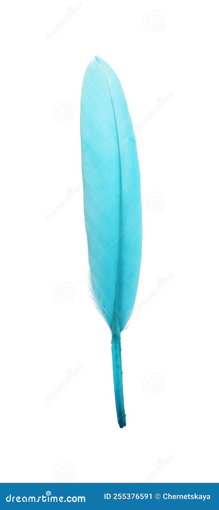 Beautiful Light Blue Feather Isolated on White Stock Image - Image of ...
