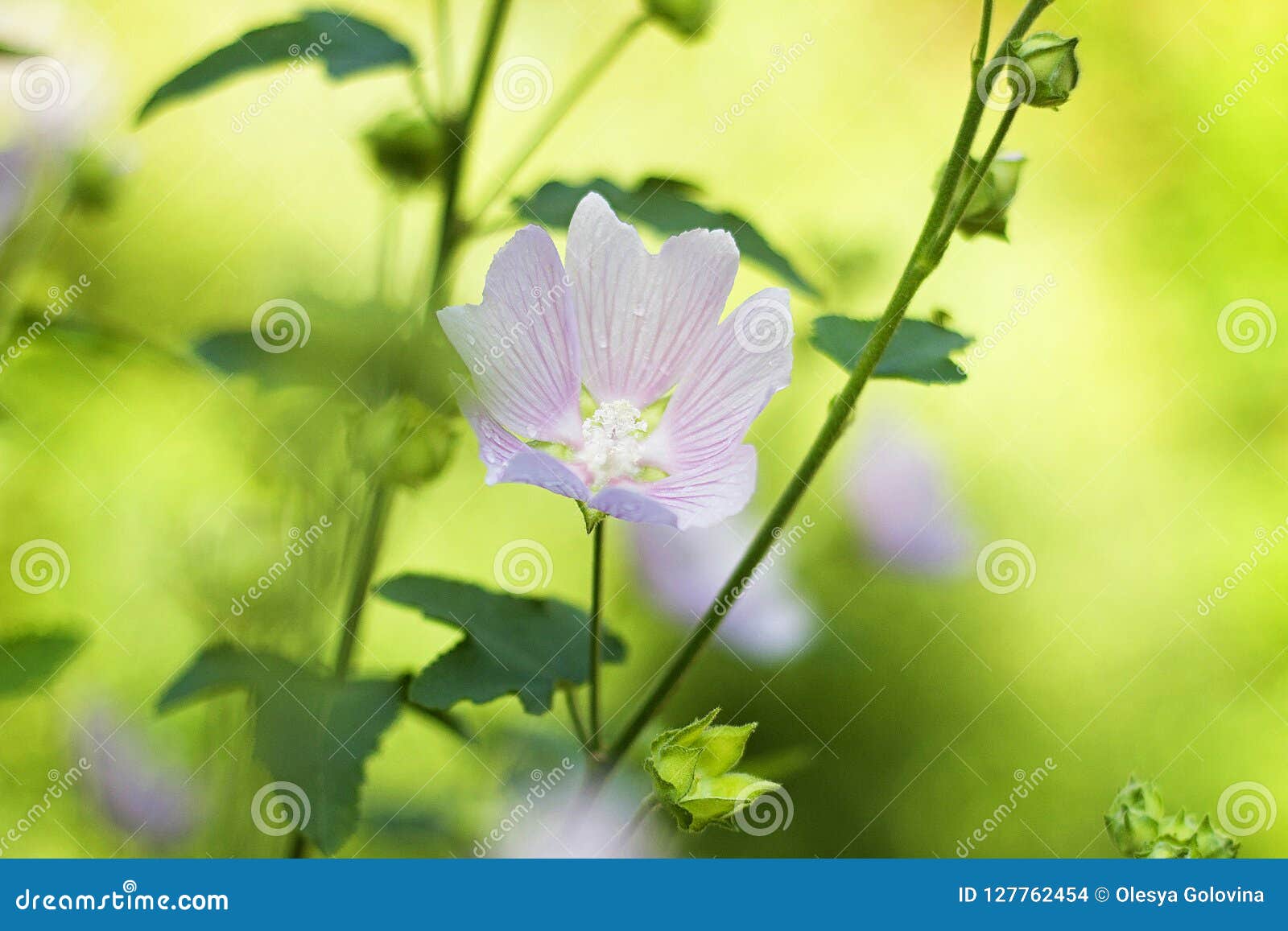 Beautiful with a Light Blue Flower Stock Photo - Image of russia ...