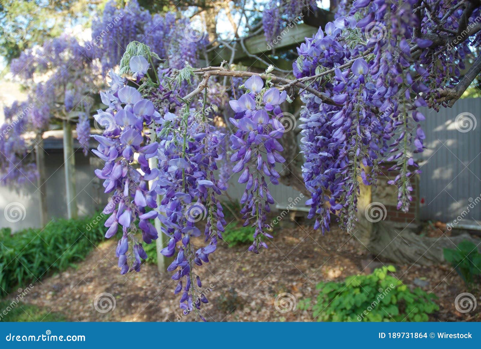 Beautiful Light Blue Flowers on the Tree Branches Stock Photo - Image ...