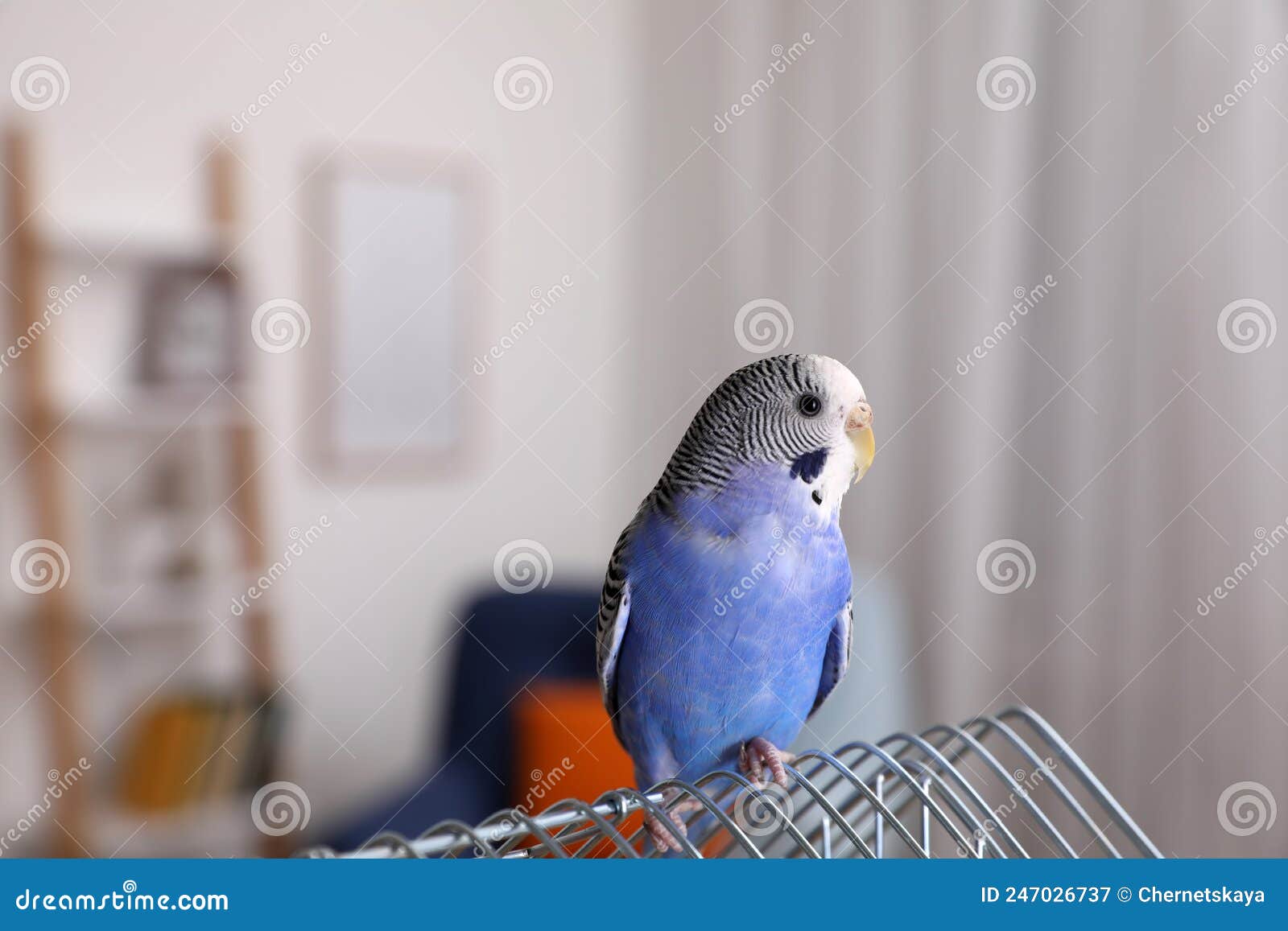 Beautiful Light Blue Parrot on Cage Indoors. Cute Pet Stock Image ...