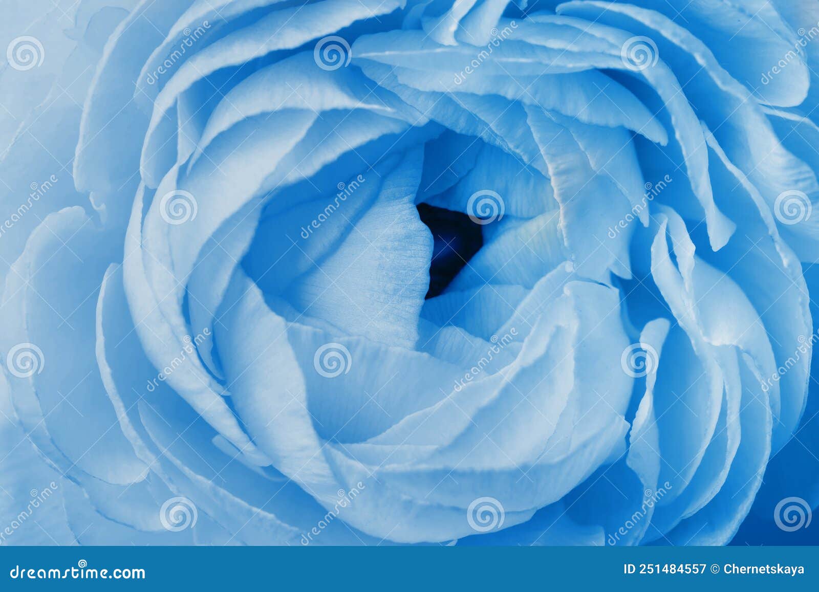 Beautiful Light Blue Ranunculus Flower As Background, Closeup Stock ...