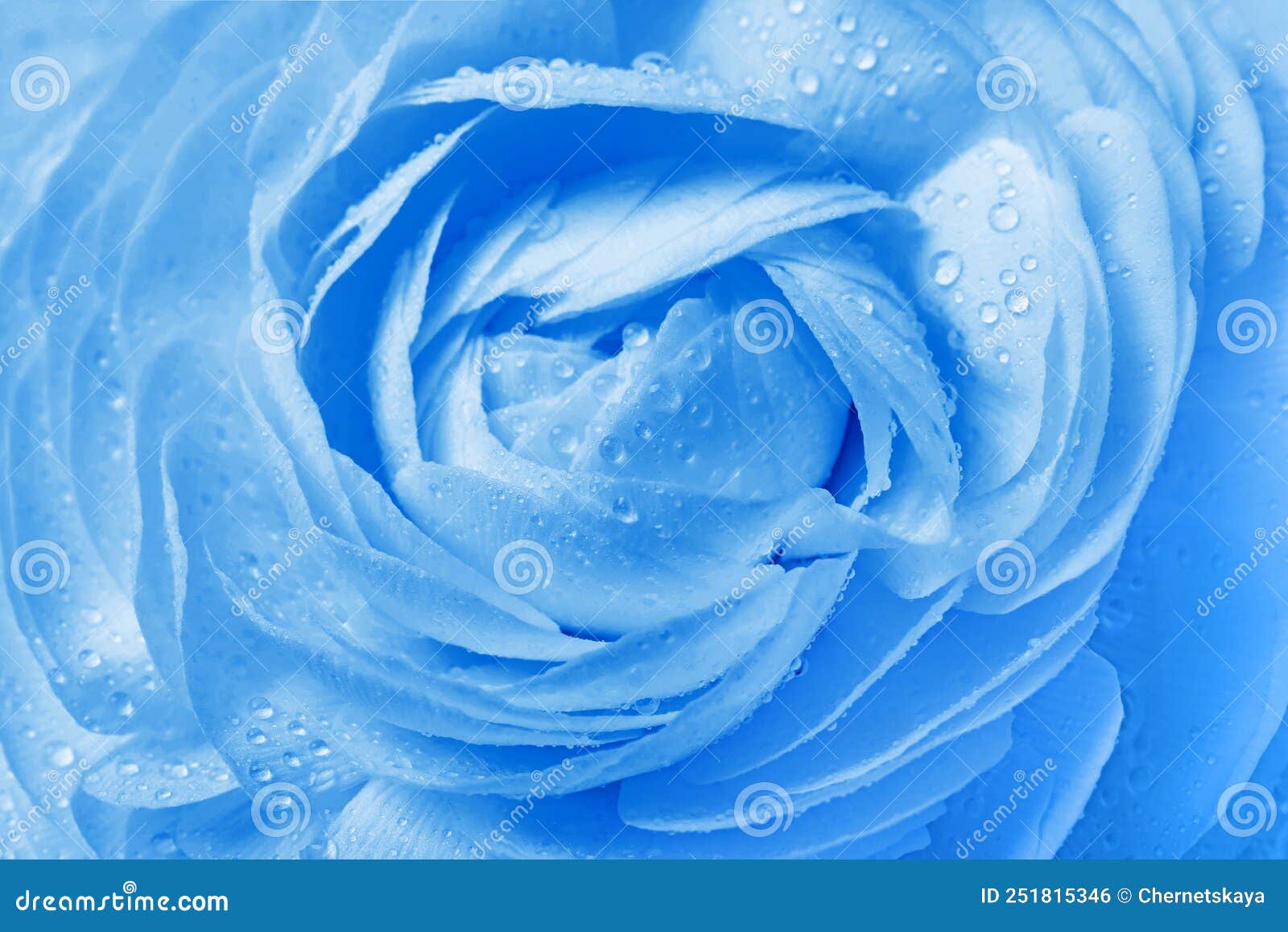Beautiful Light Blue Ranunculus Flower As Background, Closeup Stock ...