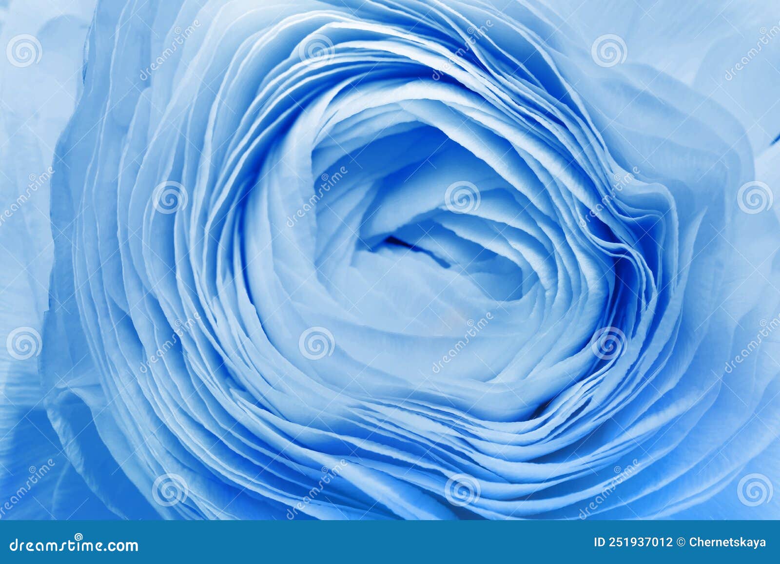Beautiful Light Blue Ranunculus Flower As Background, Closeup Stock ...
