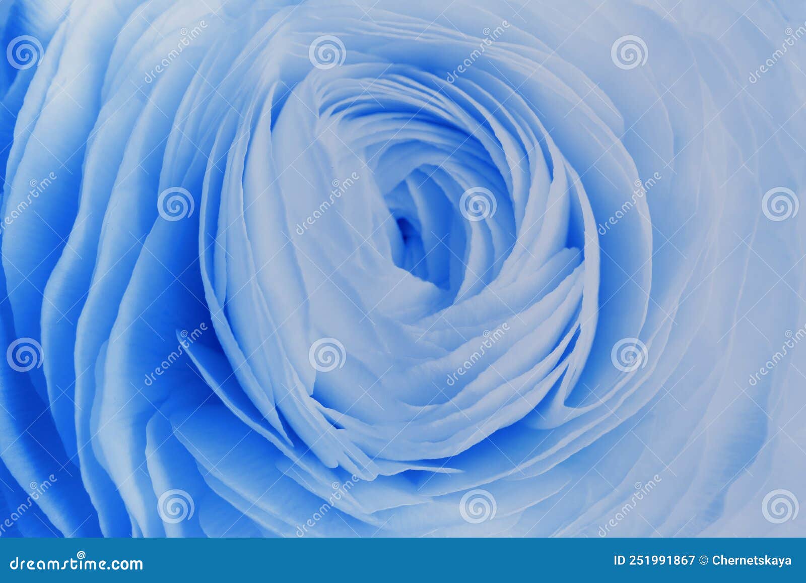 Beautiful Light Blue Ranunculus Flower As Background, Closeup Stock ...