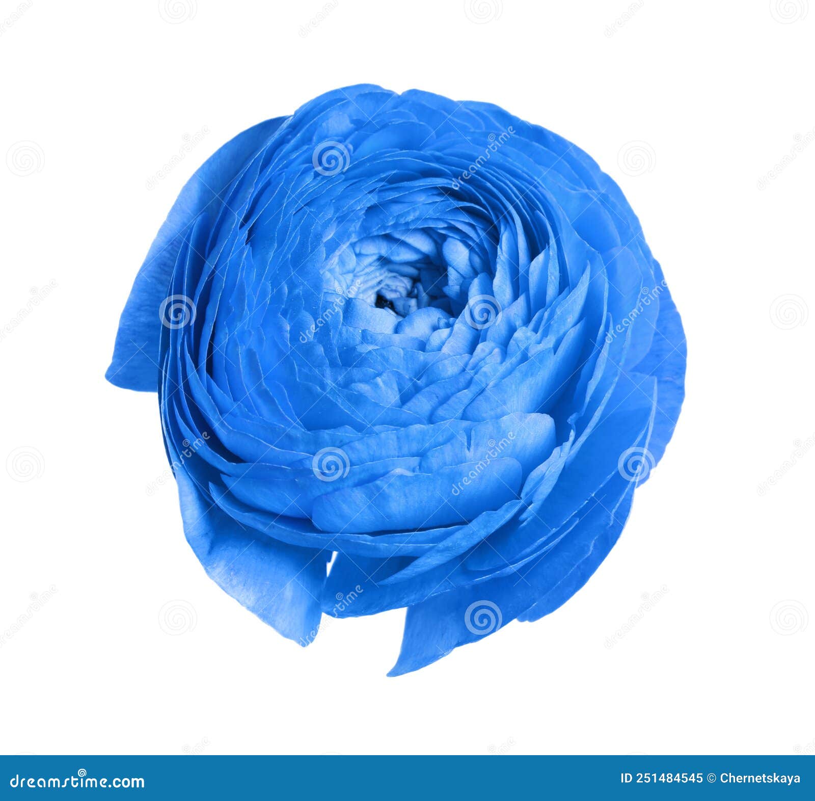 Beautiful Light Blue Ranunculus Flower on White Background Stock Image ...