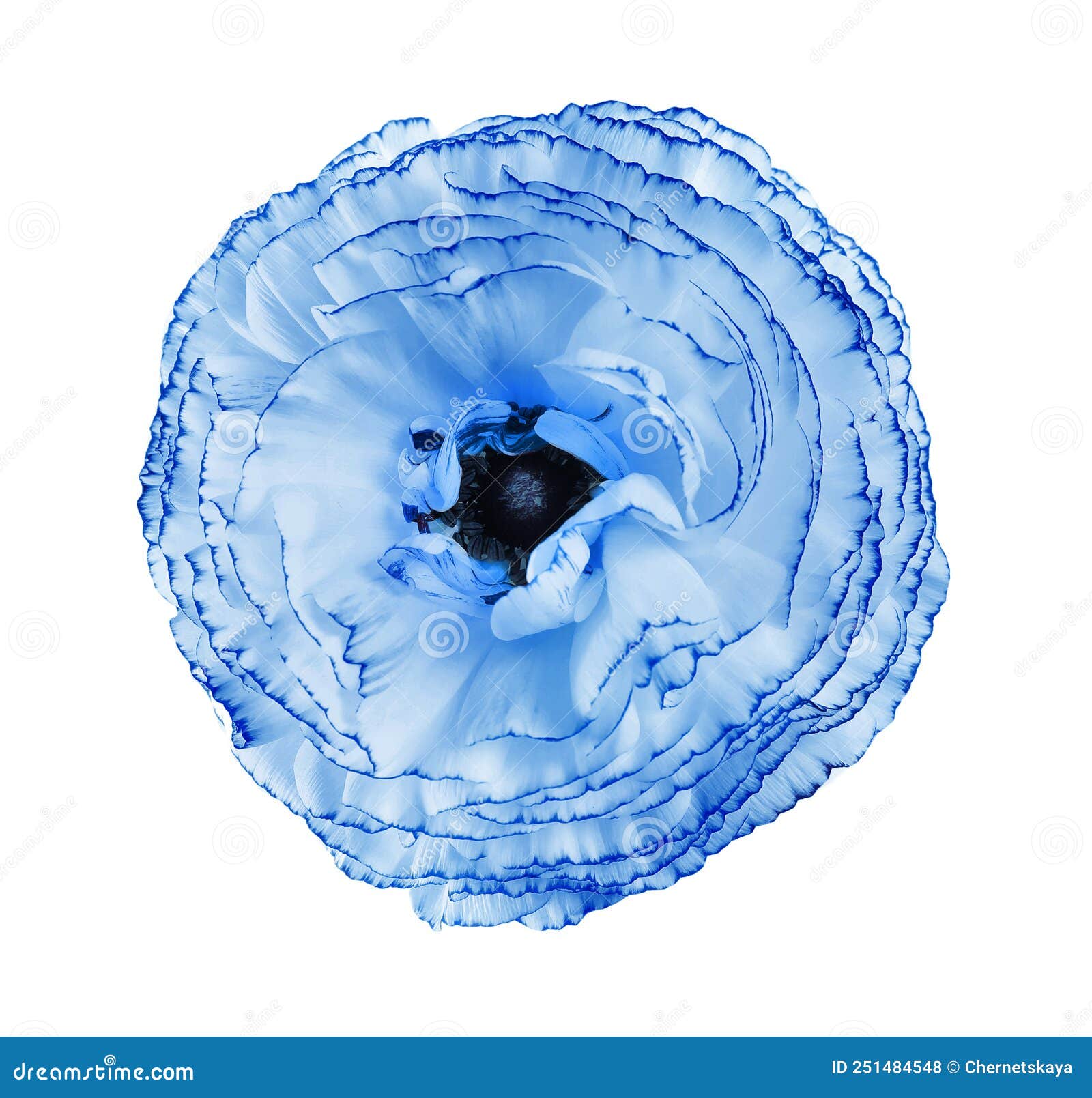 Beautiful Light Blue Ranunculus Flower on White Background Stock Photo ...