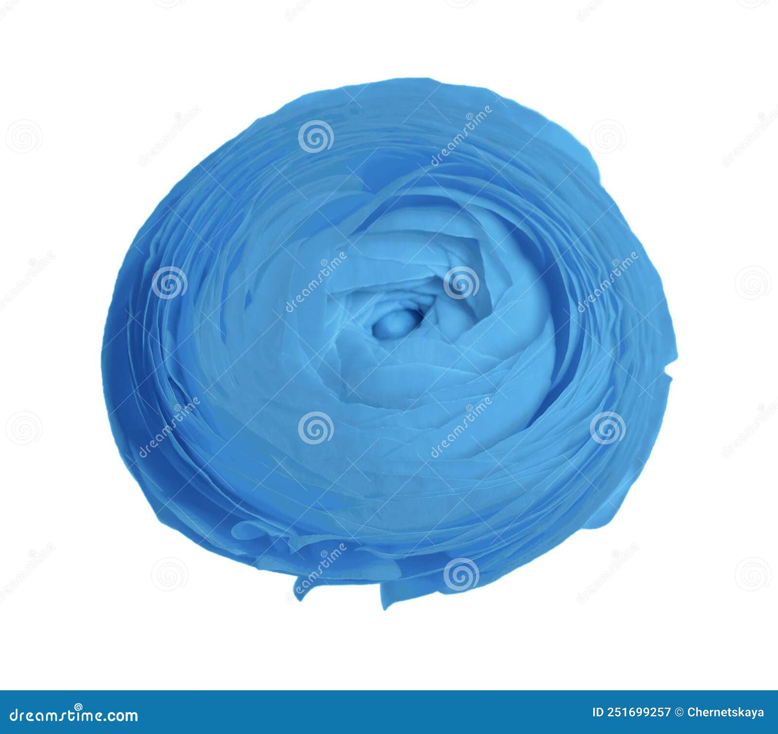 Beautiful Light Blue Ranunculus Flower on White Background Stock Image ...