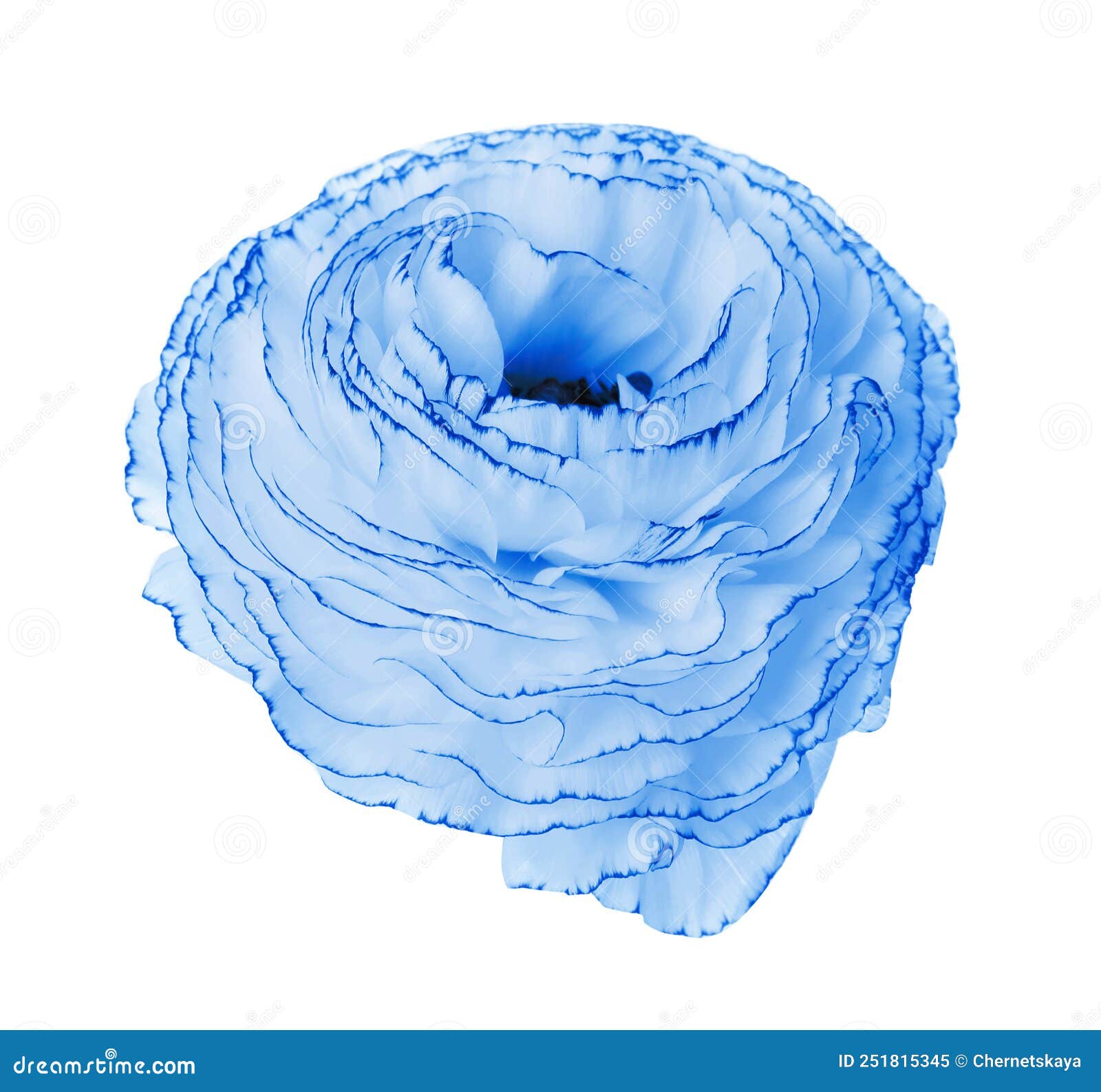Beautiful Light Blue Ranunculus Flower on White Background Stock Image ...