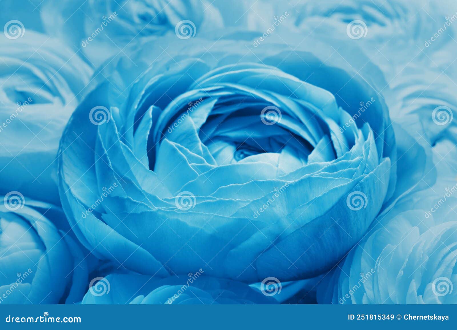 Beautiful Light Blue Ranunculus Flowers As Background, Closeup Stock ...