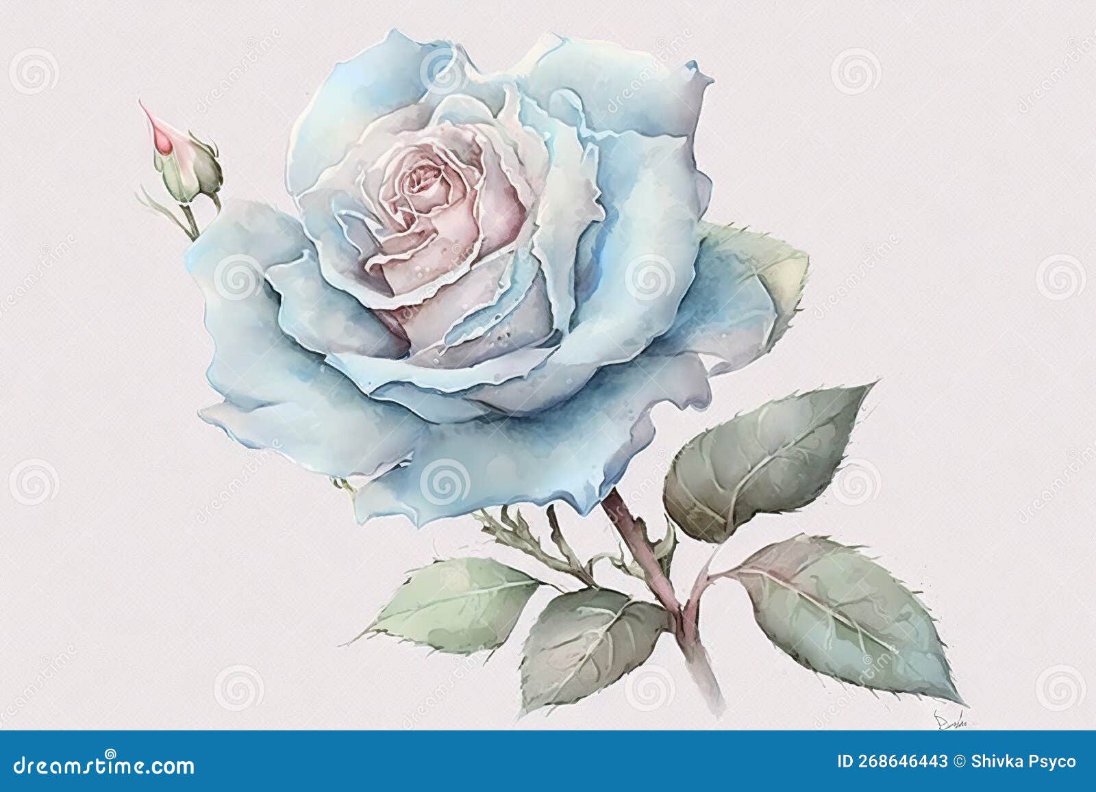 Beautiful Light Blue Rose Watercolor Stock Illustration - Illustration ...
