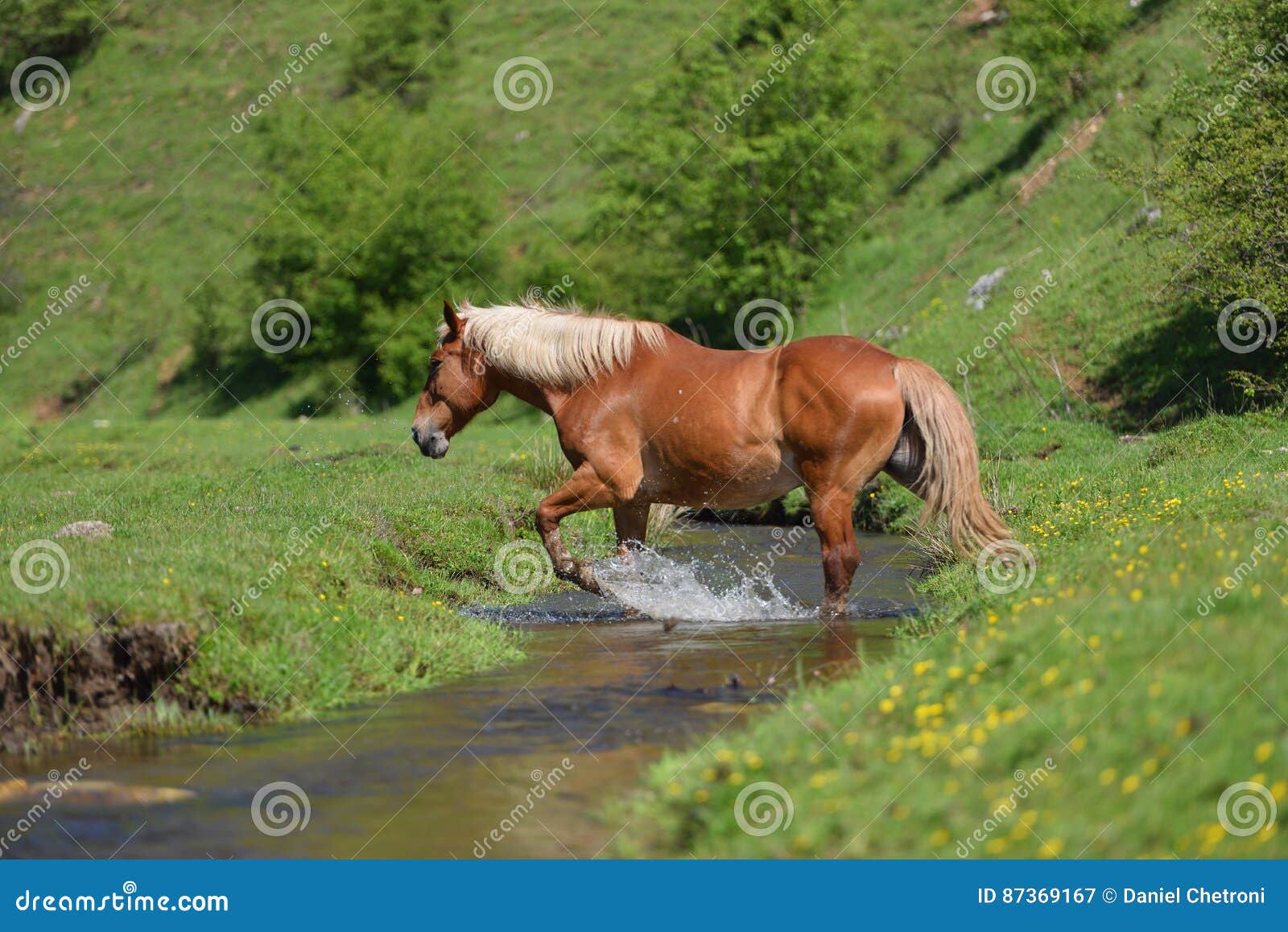 Beautiful Light Brown Horse Passing Mountain Water Stream and Sp Stock ... Beautiful Light Brown Horse Passing Mountain Water Stream and Sp Stock ...