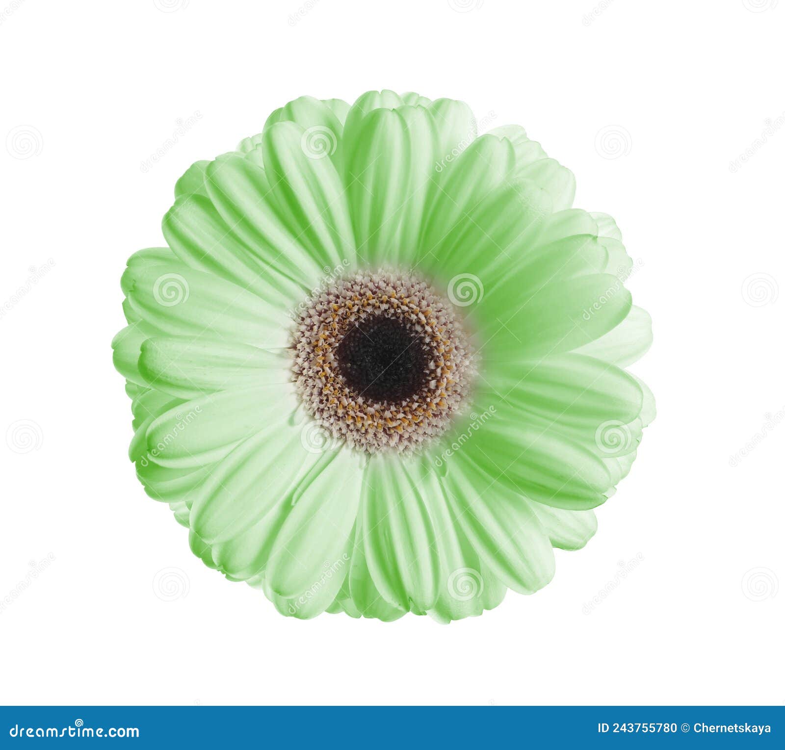 Beautiful Light Green Gerbera Flower on White Background Stock Photo ...
