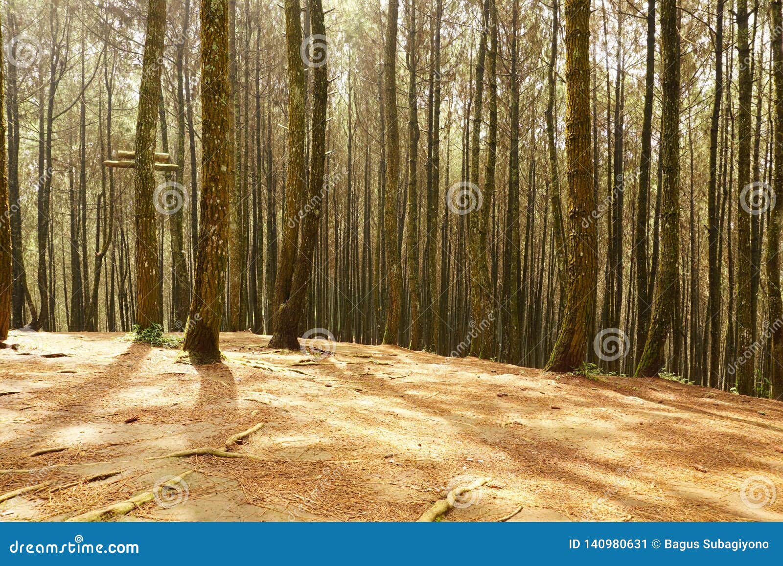 Beautiful Light at Pine Forest Stock Image - Image of dramatic, forest ...