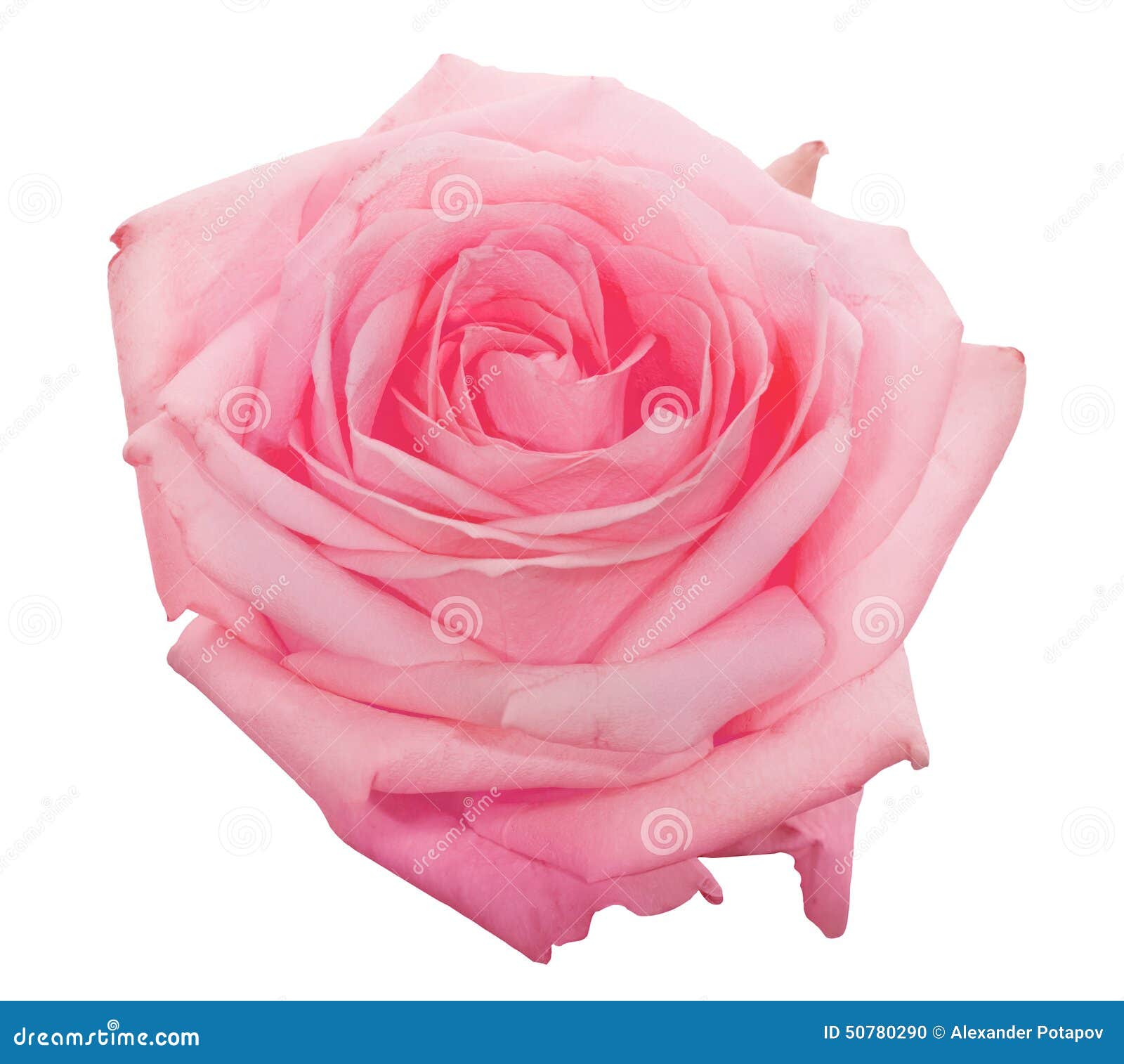 Beautiful Light Pink Rose Bloom Isolated on White Stock Photo - Image ...