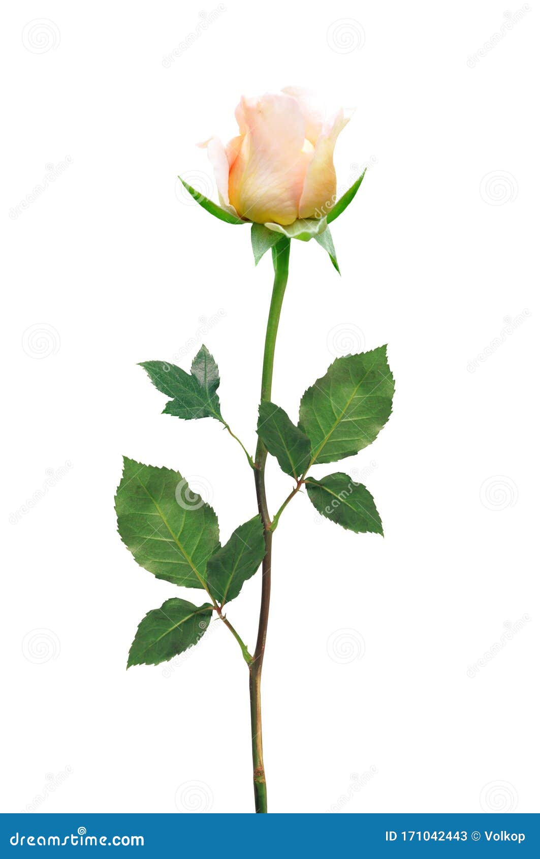 Beautiful Light Pink Rose Flower Isolated on White for Design Stock ...