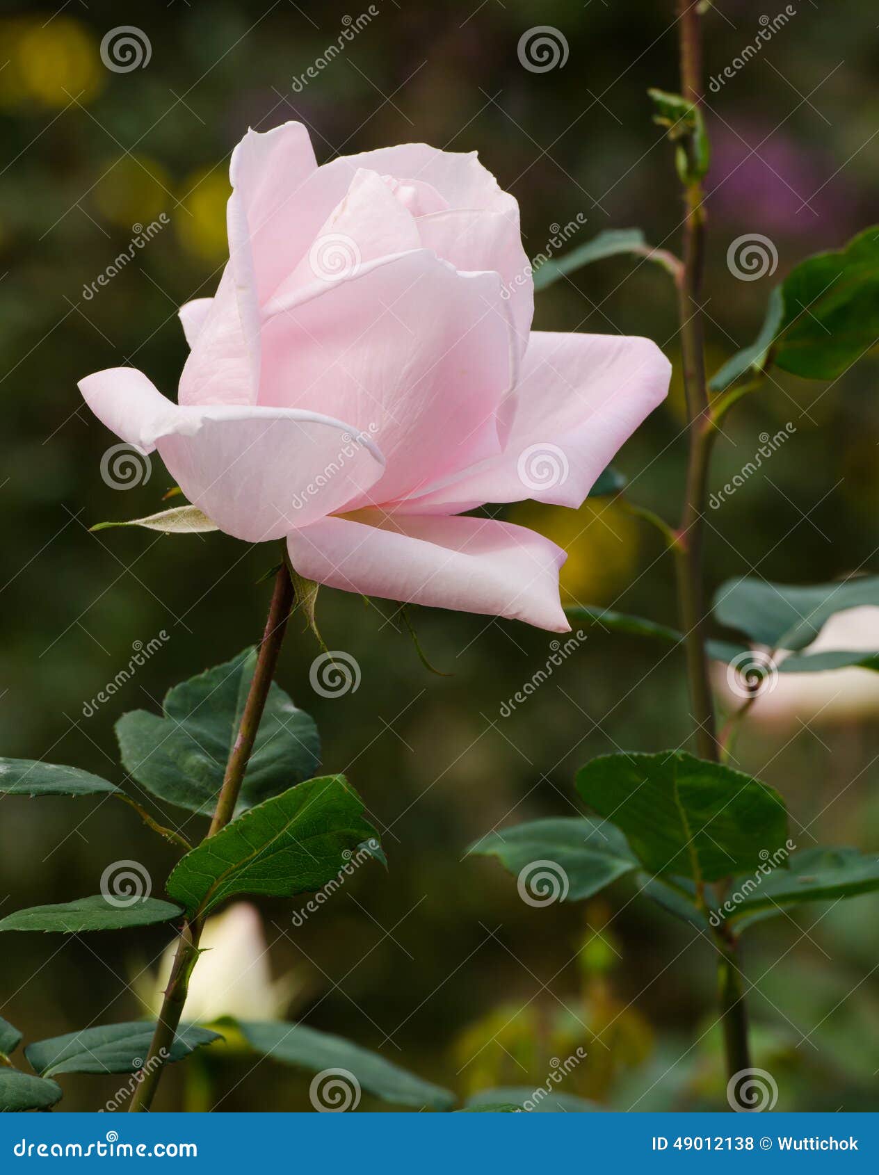 Beautiful Light Pink Rose in a Garden Stock Photo - Image of budding ...