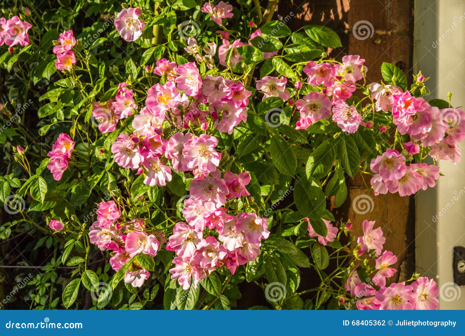 Beautiful Light Pink Rose Garden Stock Photo - Image of pink, closeup ...
