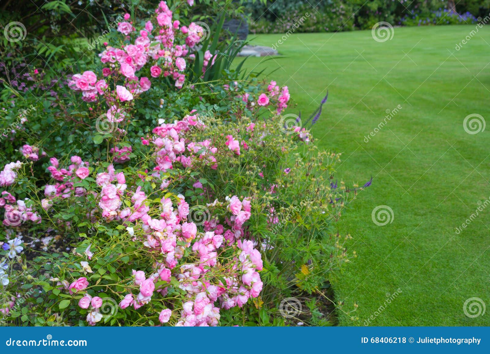 Beautiful Light Pink Rose Garden Stock Photo - Image of diminishing ...