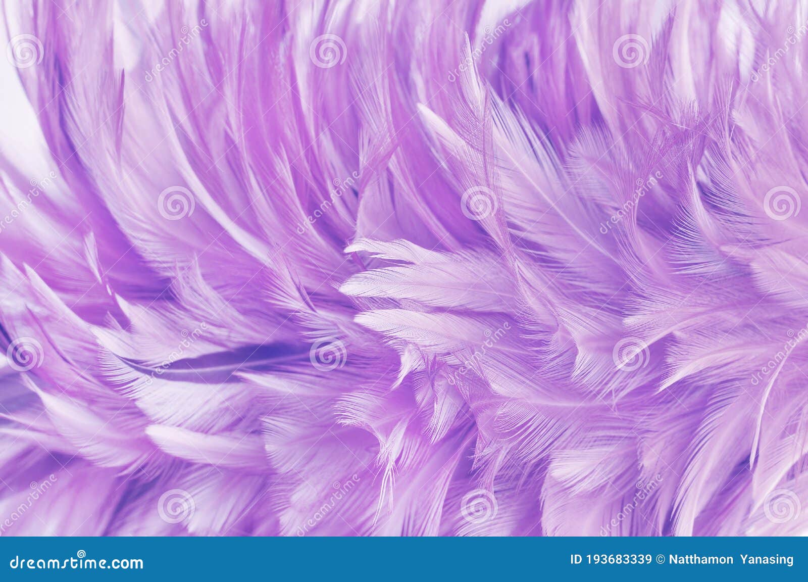 Beautiful Light Purple Bird Feathers Pattern Texture Background Stock ...