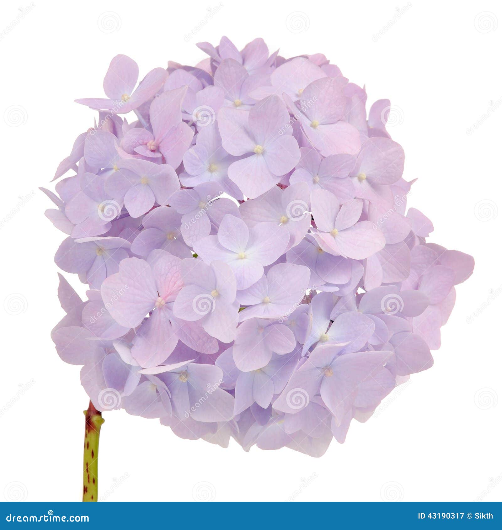 10,225 Purple Hydrangea White Background Stock Photos - Free & Royalty ...