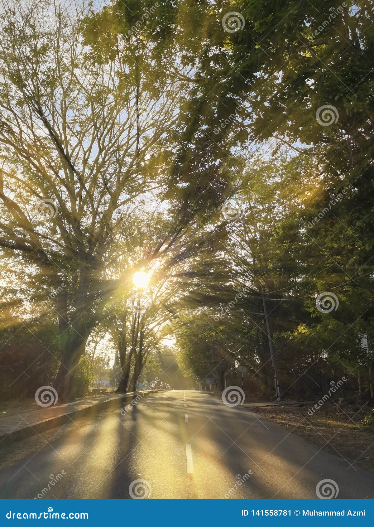Beautiful Light Rays through the Trees Stock Image - Image of natural ...