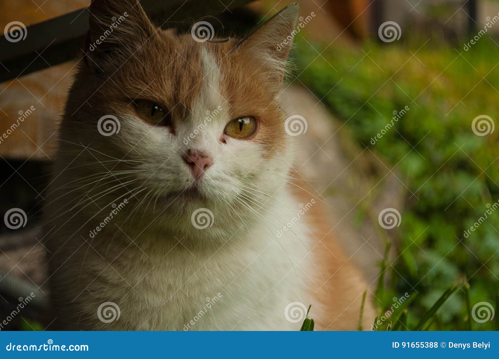 Beautiful light red cat stock photo. Image of animal - 91655388