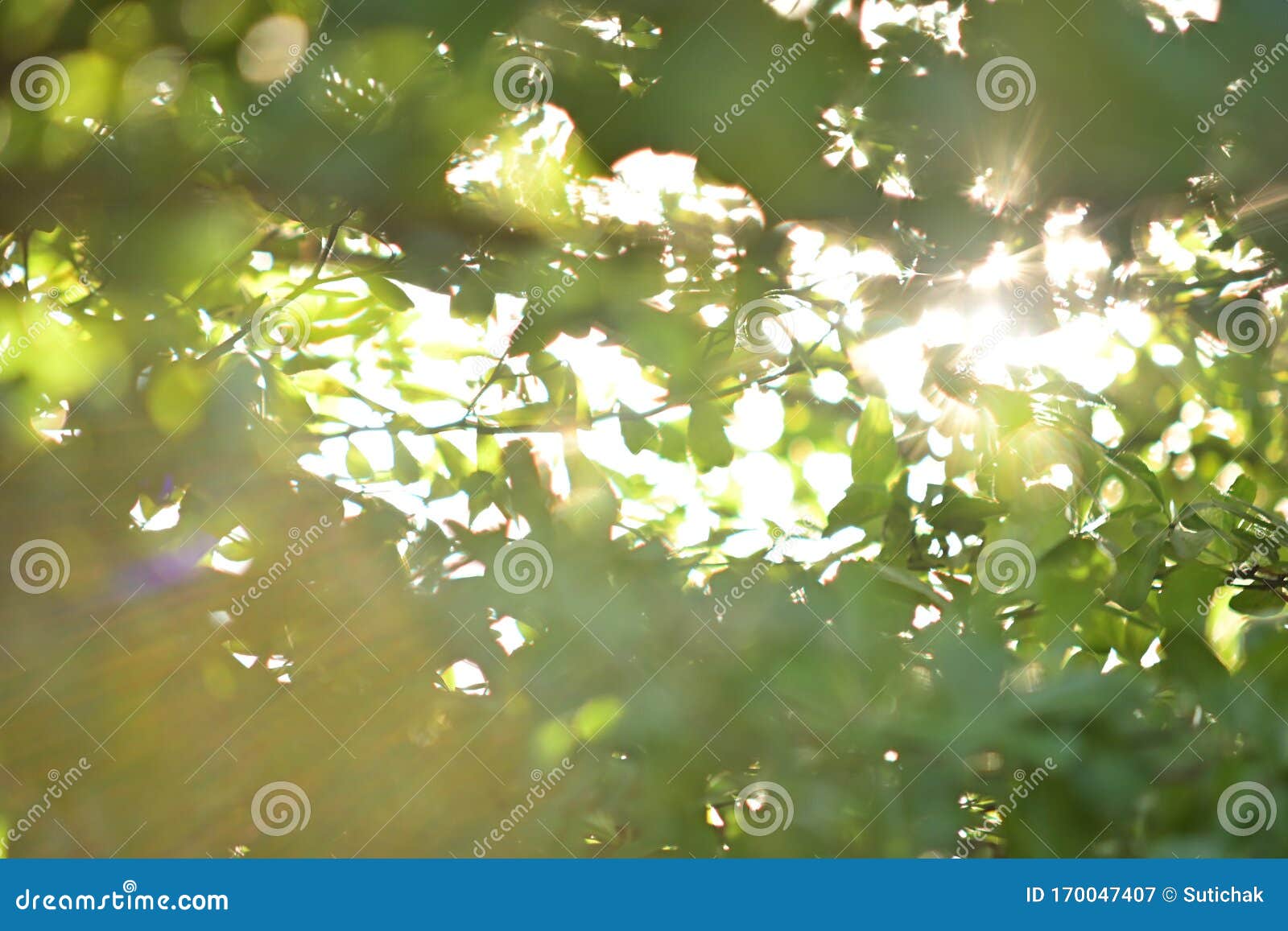 Beautiful Light of Sun Shine through Green Tree in the Morning Stock ...