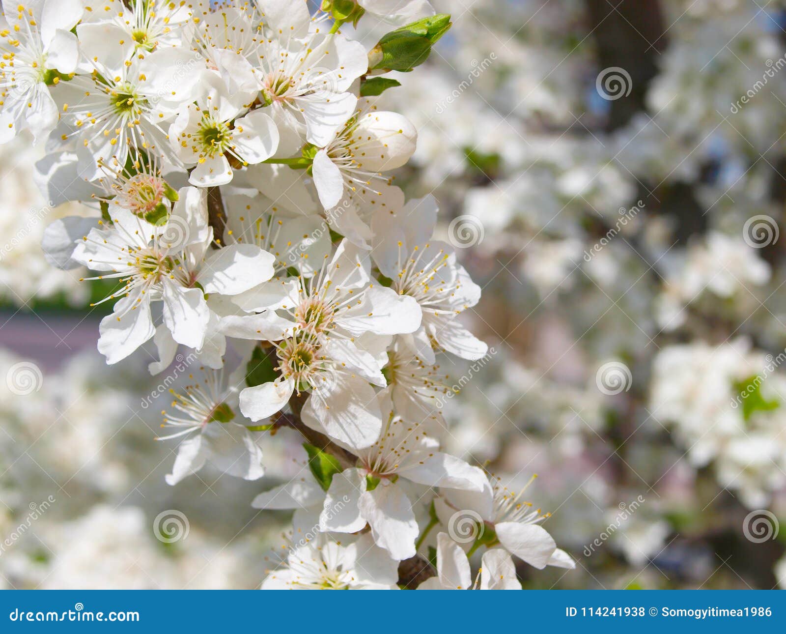 Beautiful Light White Blooming Plum Tree. Stock Photo - Image of fruit ...