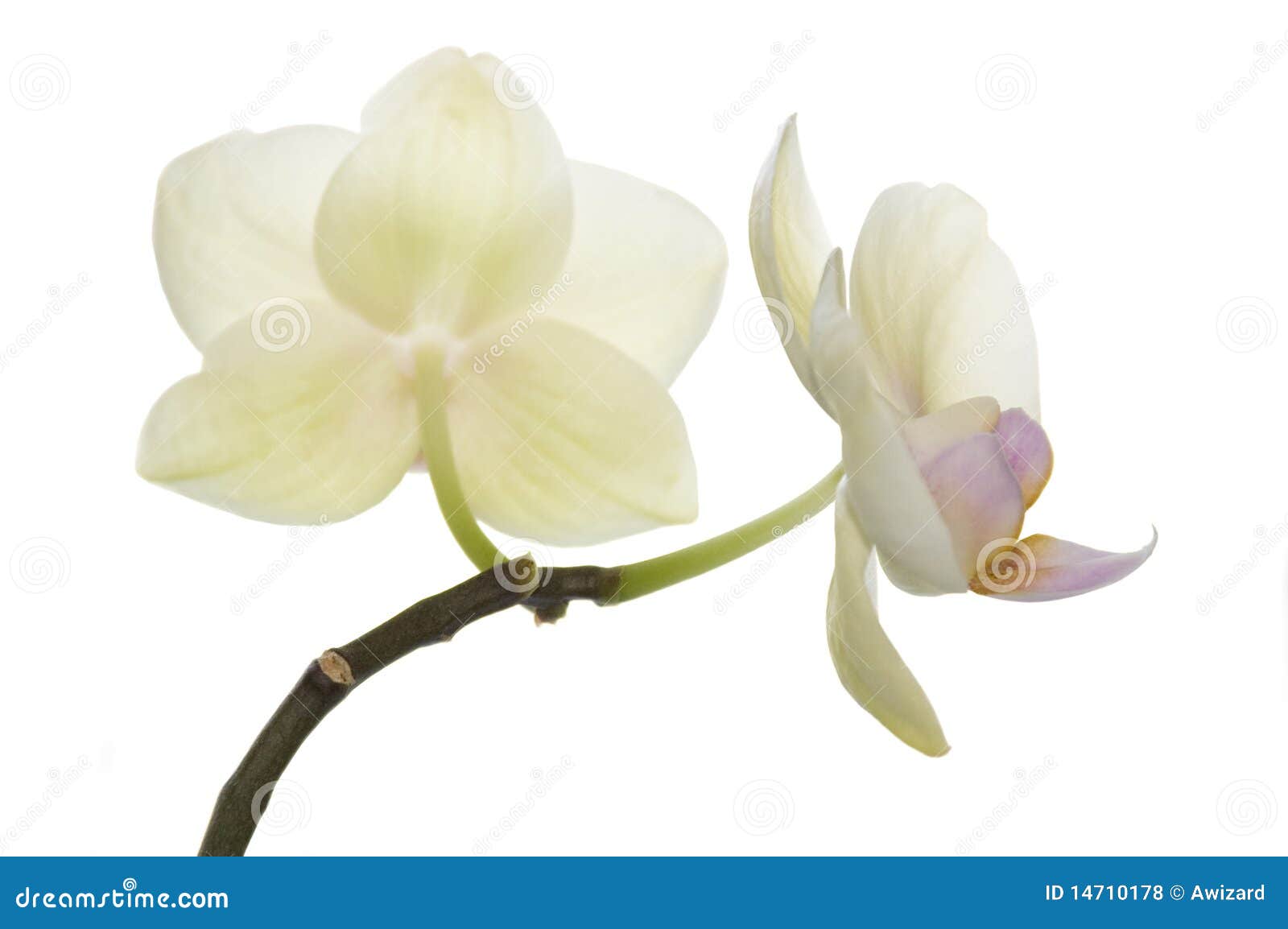 Beautiful Light Yellow Orchids, Exclusive Color Stock Photo - Image of ...