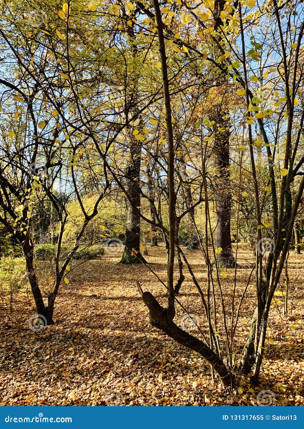 Beautiful Lightning in Trees in Fall Time Stock Image - Image of ...