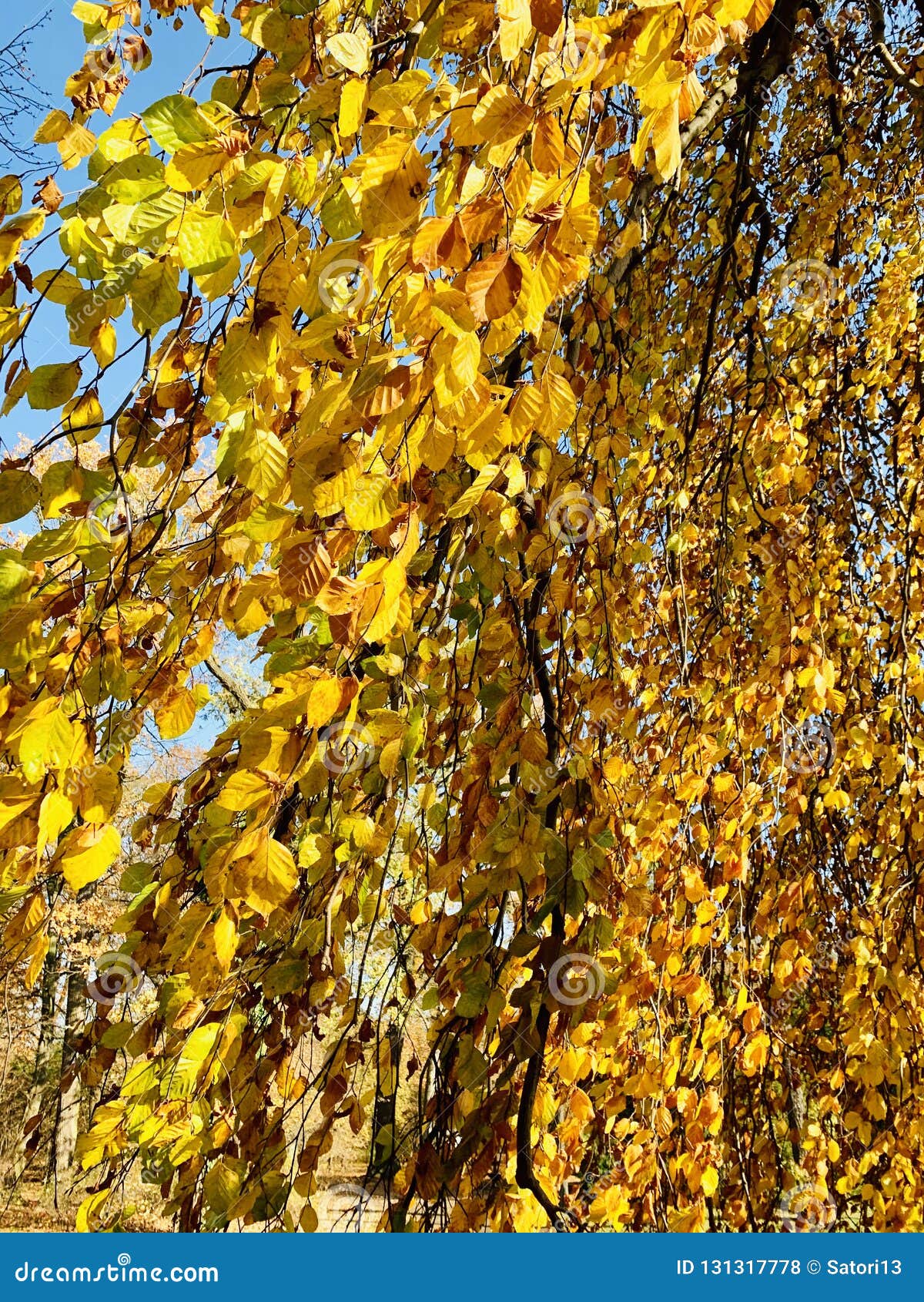 Beautiful Lightning in Trees in Fall Time Stock Photo - Image of branch ...