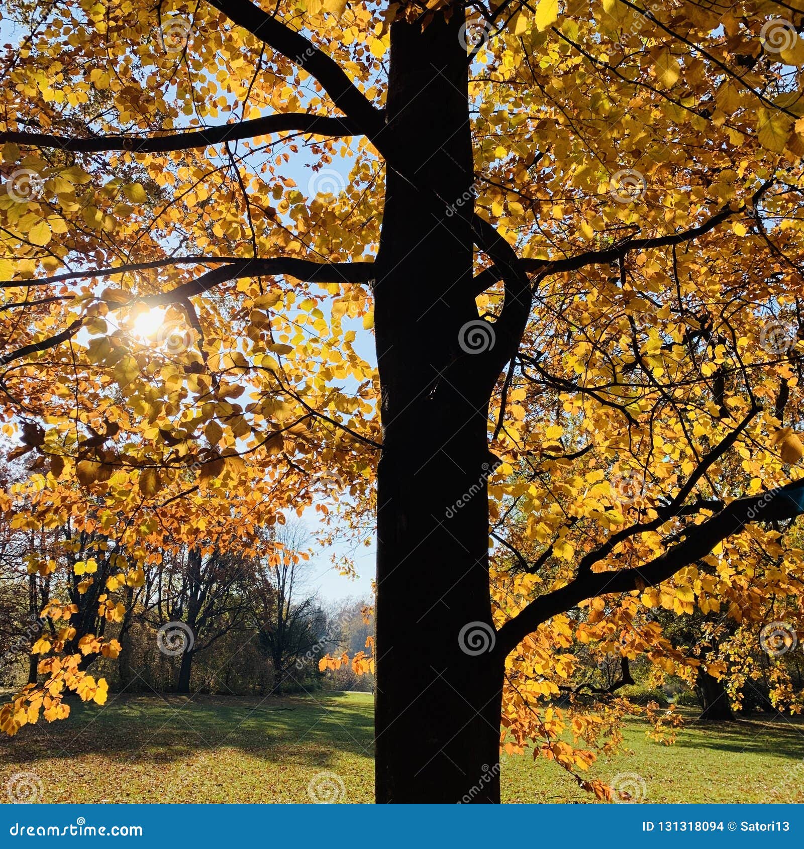 Beautiful Lightning in Trees in Fall Time Stock Photo - Image of ...